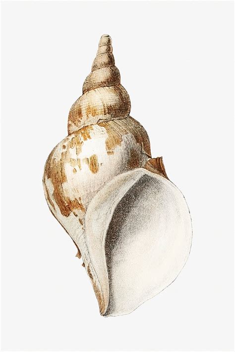 Conch Shell Vintage Illustration Premium Photo Illustration Rawpixel