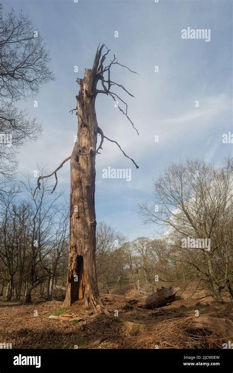Dead Sweet Chestnut A Deciduous Tree In Early Spring With No Branches