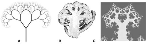 The Simple Fractal Tree Is A Good Representation Of Species Iteration