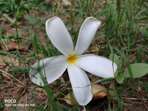 Poco M2 Pro Camera Review Reliable But Don T Buy Into The Hype Digit