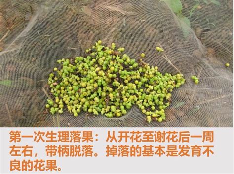 如何进行柑橘二次保果