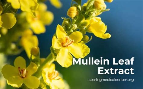 Mullein Leaf Extract A Medical Guide To Its Uses And Potential Health