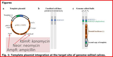 Gmo 基因改造資訊