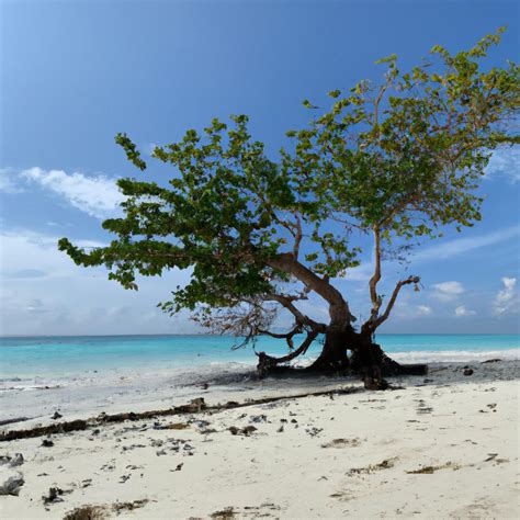 Tree Of Life Beach Discover A Tranquil Paradise Amidst Natural Splendor TooLacks