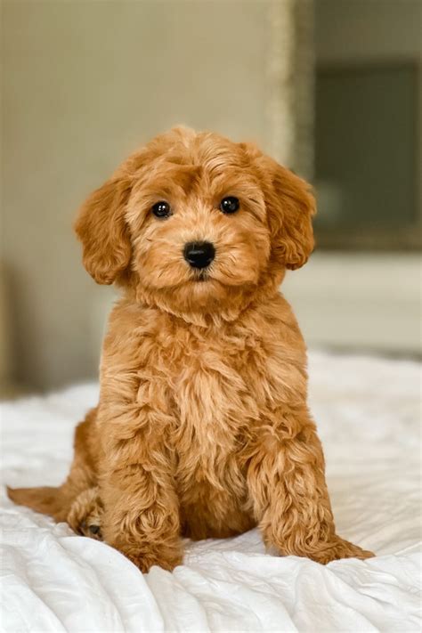 Best Mini Goldendoodle Generation F1 F1b F2 F2b F3 2024 Artofit