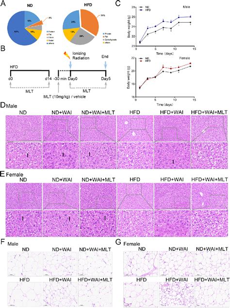 Figure 4 From Sex Differences Of Radiation Damage In High Fat Diet Fed