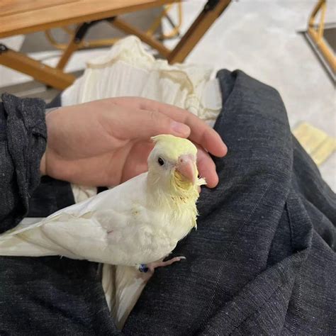 继猫咖狗咖之后，这届年轻人都爱的鸟咖有什么魅力？ 哔哩哔哩