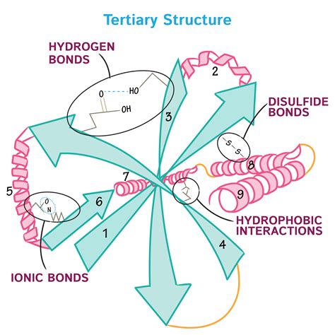Tertiary Structure Of Protein And Bonds