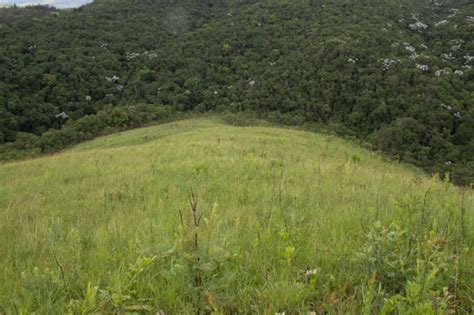 Forest Ecology Flashcards Quizlet