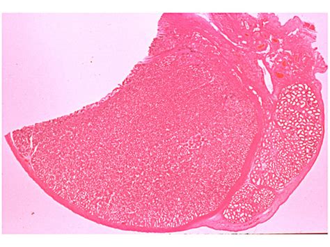 Microscopic Anatomy Of Male Reproductive Organs Flashcards Quizlet