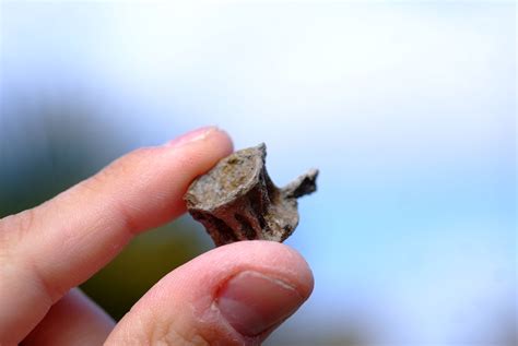 Uk Fossil Collecting