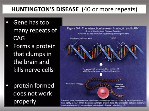 Human Genomics 1 Karyotypes And Mutations PPT