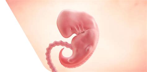 Your Guide To Being 6 Weeks Pregnant Enfamil Canada Enfamil A Canada