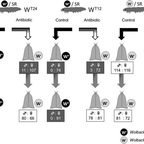 Effect Of Tetracycline On Wolbachia Infection And Host Sex Ratio At G0
