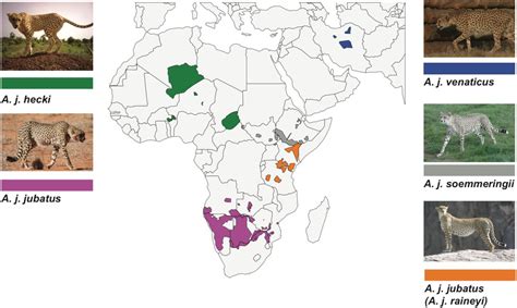 Asiatic Cheetah Map