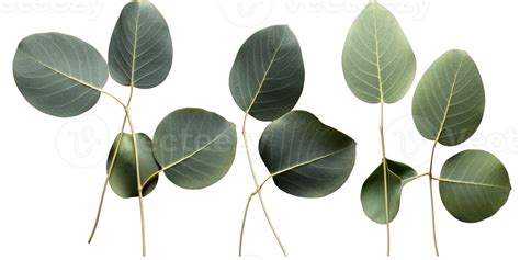 Set Of Green Eucalyptus Leaf Stem On Background 54399670 Png