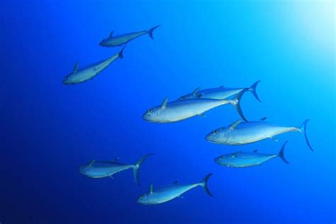 Indian Ocean Tuna Fishery Achieves Msc Certification Fish Focus