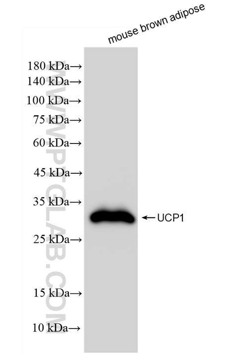 Ucp1 Antibody 83870 1 Rr Proteintech