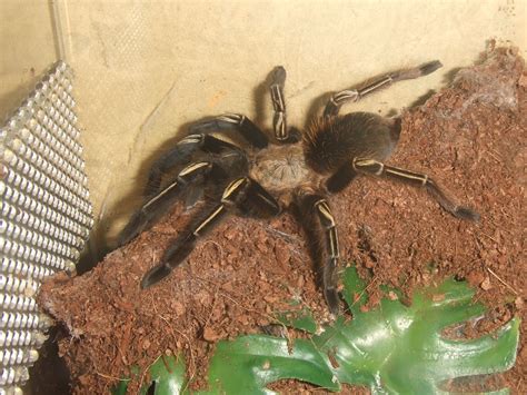 Ephebopus Murinus Amazon Tarantula Forum