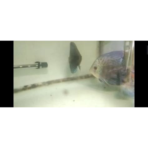 Jual Ikan Discus Tiger Mozaik 3 5 Inch Shopee Indonesia
