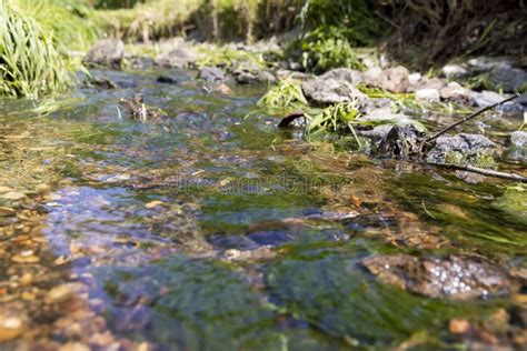 Water Flowing In A Small Narrow Stream In Summer Stock Image Image Of