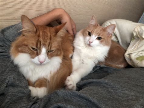 54 Best Twitter Urachelandjun Images On Pholder Enjoying Their Cat