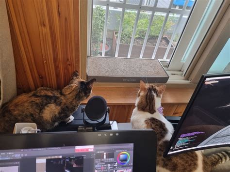 💚🖤이삭🖤💚 On Twitter 밖에 새들 먹으라고 뒀던 모이 두세달 만에 겨우 참새들이 눈치채서 며칠전부터 놀러와서 먹고 가는데 덕분에 동생이랑 애들 신남ㅋㅋㅋㅋ