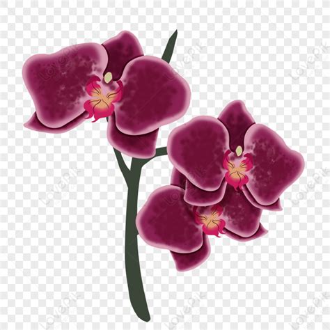 딥 퍼플 발견 Phalaenopsis 난초 일러스트 클립 아트 꽃잎호접란 Png 일러스트 무료 다운로드 Lovepik