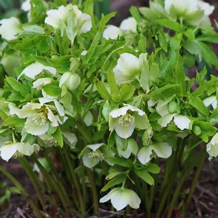 Морозник: посадка, размножение и уход в открытом грунте - Flowers.ua