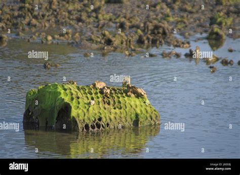 Industry Fishing Crab Pot Salt Water Sea Ocean Water Salt Sound Fish