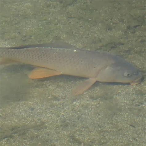 25 Fish Species In The Missouri River Updated Pond Informer