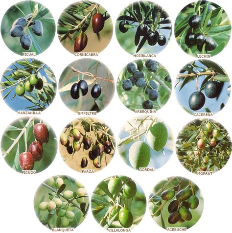 Tipos de Aceite de Oliva según la Aceituna Mi Aceite a Domicilio