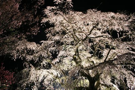 又兵衛桜2008年桜編 ライトアップ japan akaneの日記