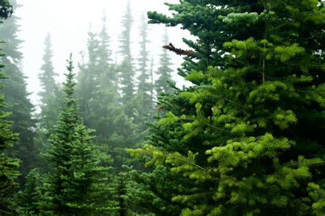 50000 Evergreen Forest Pictures Download Free Images On Unsplash