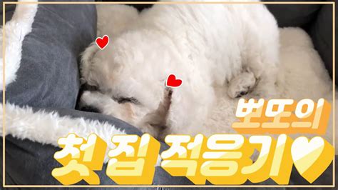 아기강아지 뽀또의 첫 집 적응기 강아지 비숑 Youtube