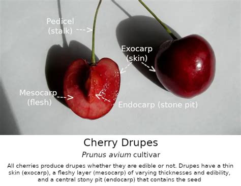 16 Different Types Of Cherry Trees And Identifying Features