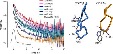disparate degrees of hypervariable loop flexibility control t cell