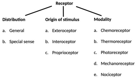 Anatomy Lecture Chapter 14 Special Senses Flashcards Quizlet