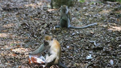 Sering Diberi Makanan Oleh Manusia Monyet Monyet Ini Jadi Agresif