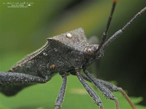 Acanthocephala Terminalis