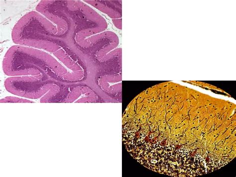 Histology Of Cerebrum And Cerebellum Pdf