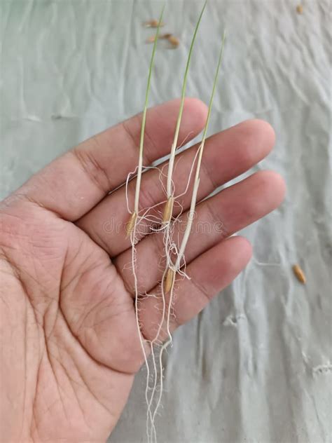 Rice Seedling Growth Test Agriculture Food Harvest Stock Image Image Of Leaf Green 279819285