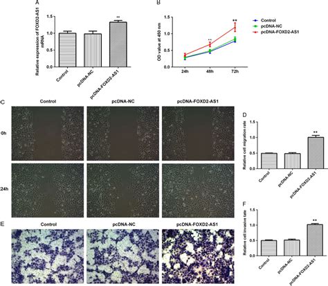 Lncrna Foxd2 As1 Affects Trophoblast Cell Proliferation Invasion And