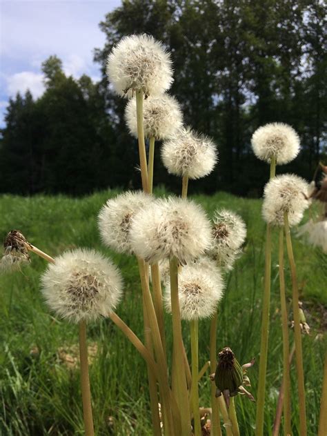 Dandelion Grass Nature Free Photo On Pixabay Pixabay
