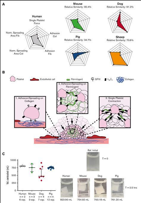 Figure 2 From Significant Differences In Single Platelet Biophysics