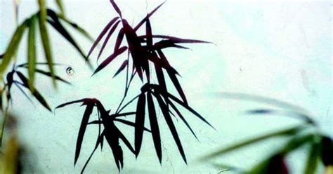 렌즈세상 그림자 같은 대나무 대나무 같은 그림자 김태한