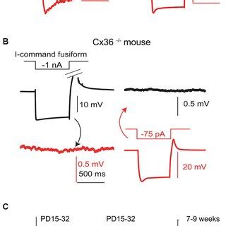 Proposed Circuit Diagram For Inhibitory Inputs To Fusiform Cells And