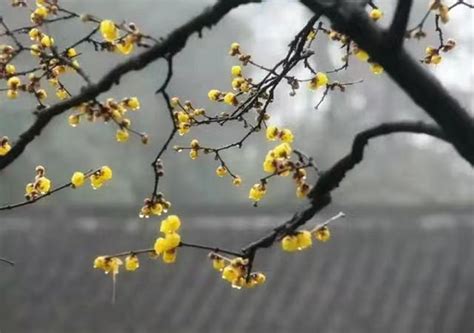 蜡梅正值盛放申城这些地方可观赏