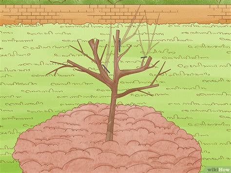 How To Prune A Cherry Tree Heading Scaffolding Pruning