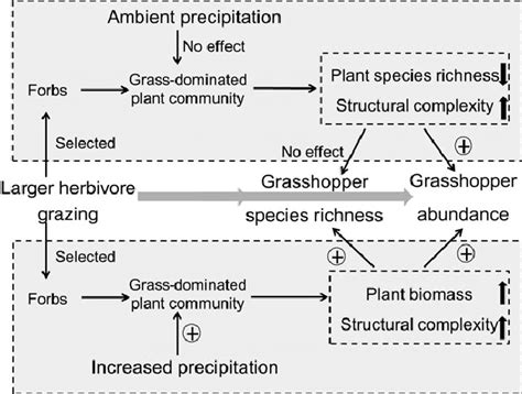 Conceptual Framework Of Grazing Effects On Grasshopper Community Under Download Scientific